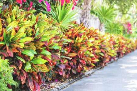 Discover the Best 15 Full Sun Tropical Plants for Your Garden