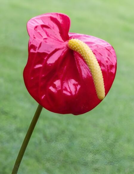 The Ultimate Guide to Cultivating 35 Unique Anthurium Varieties