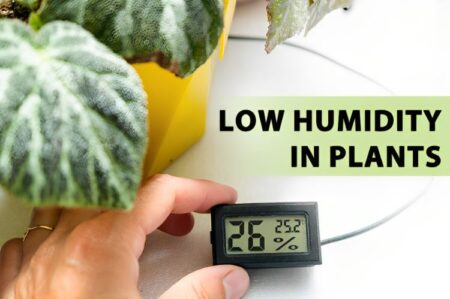 Lush Gardens: Boost Plant Humidity for Your Plants