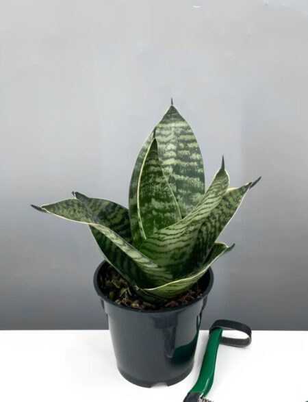 20 Sansevieria Hahnii Varieties: A Comprehensive Care Guide