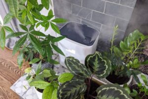 Lush Gardens: Boost Plant Humidity for Your Plants